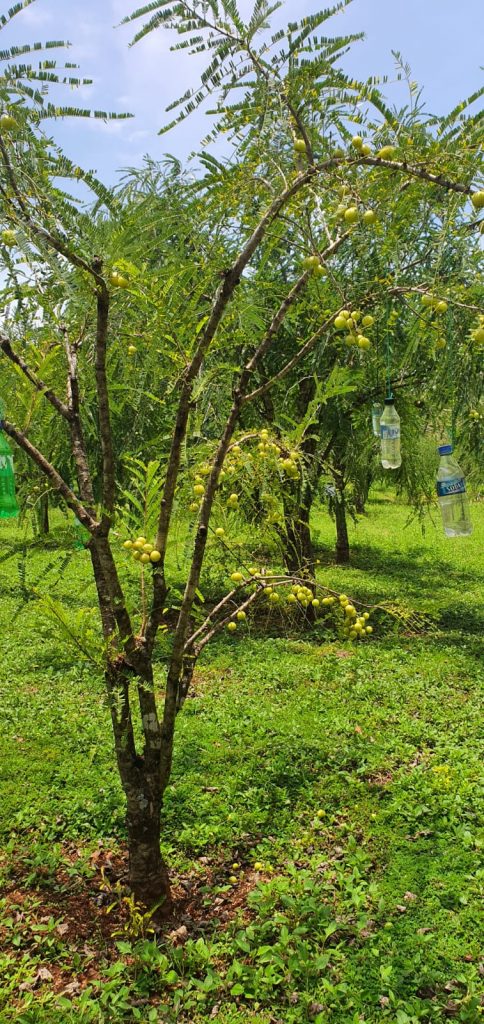 CSR : Nelli Plantations | Jay Sea Foods Processing (Pvt) Ltd.