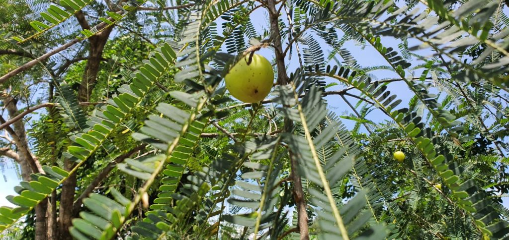 CSR : Nelli Plantations | Jay Sea Foods Processing (Pvt) Ltd.