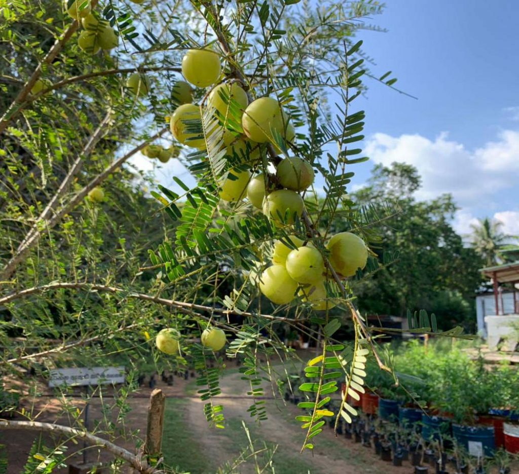 CSR : Nelli Plantations | Jay Sea Foods Processing (Pvt) Ltd.