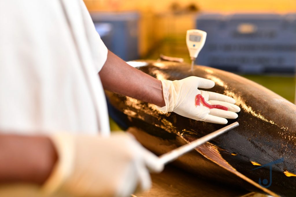 Best Fresh Seafood Exporter in Sri Lanka | Jay Sea Foods Processing ...