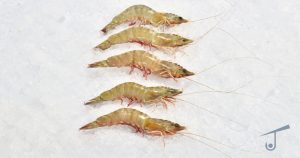 Yellowfin Indian Ocean Tuna | Jay Sea Foods Processing (Pvt) Ltd.