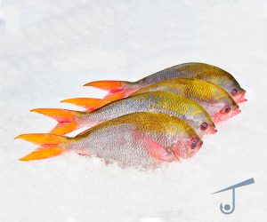 All Product Types | Jay Sea Foods Processing (Pvt) Ltd.